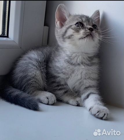 Британский котёнок окрас вискас- табби