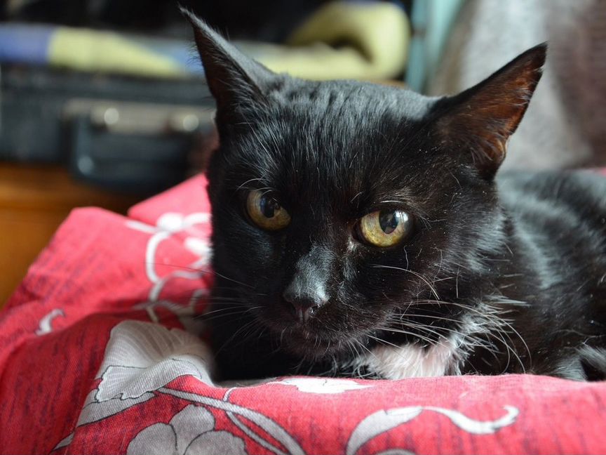 Нежная спокойная трогательная Мышка 2 года ищет до