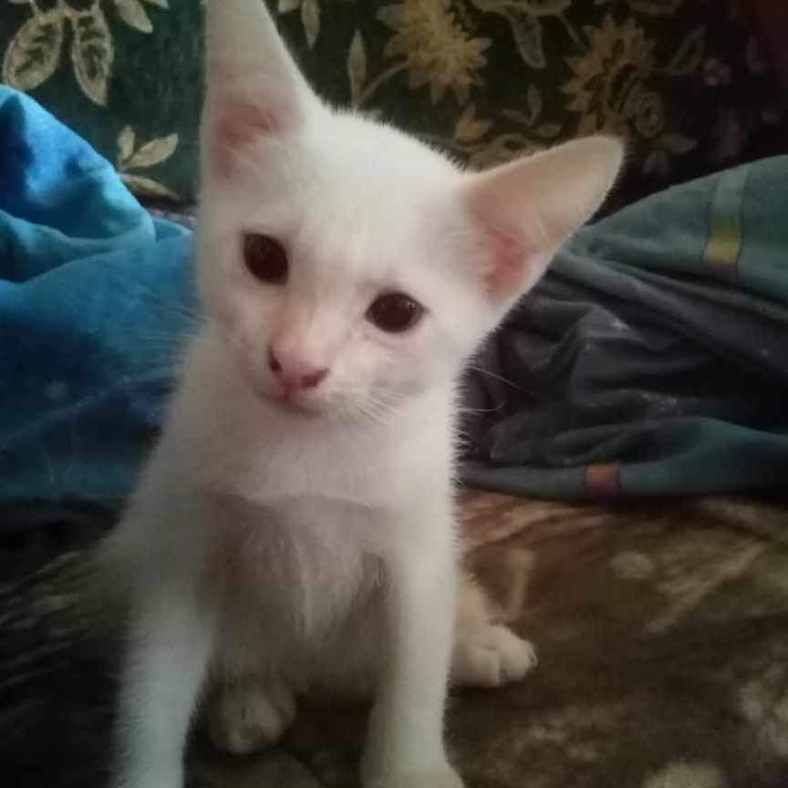 Отдам в добрые руки