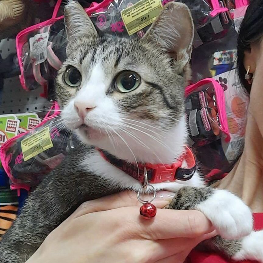 Взрослая, Девочка кошка в добрые руки