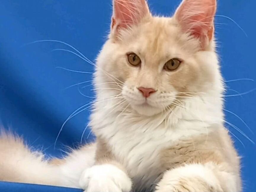 Котята мейн-кун