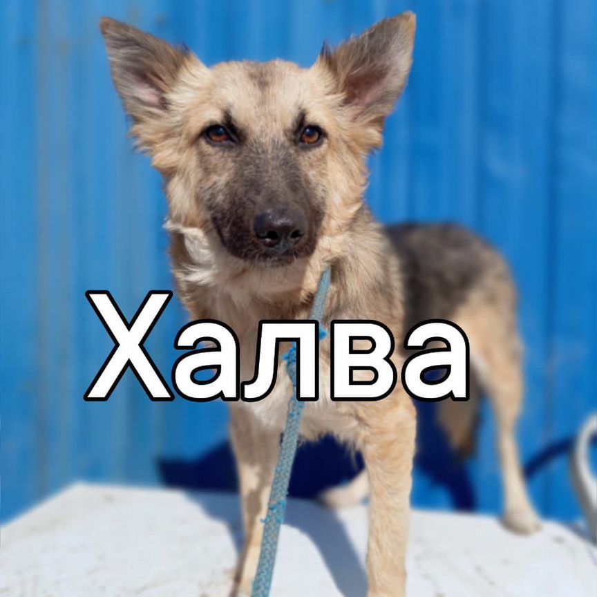Халва ищет любящую семью