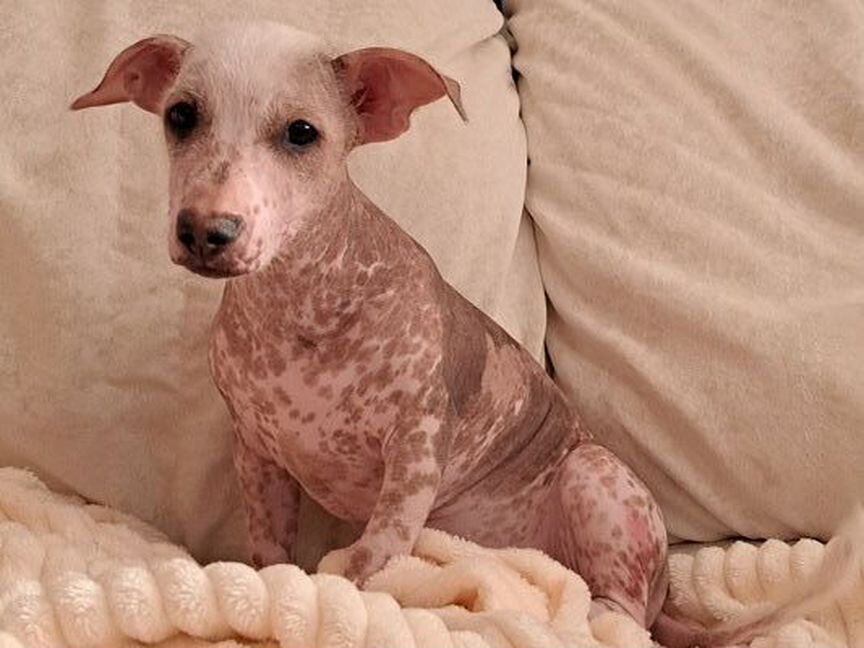 Найдена собака