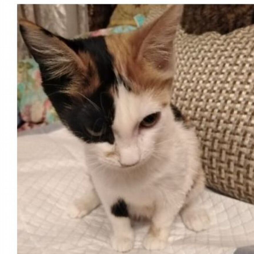 Котёнок в добрые руки