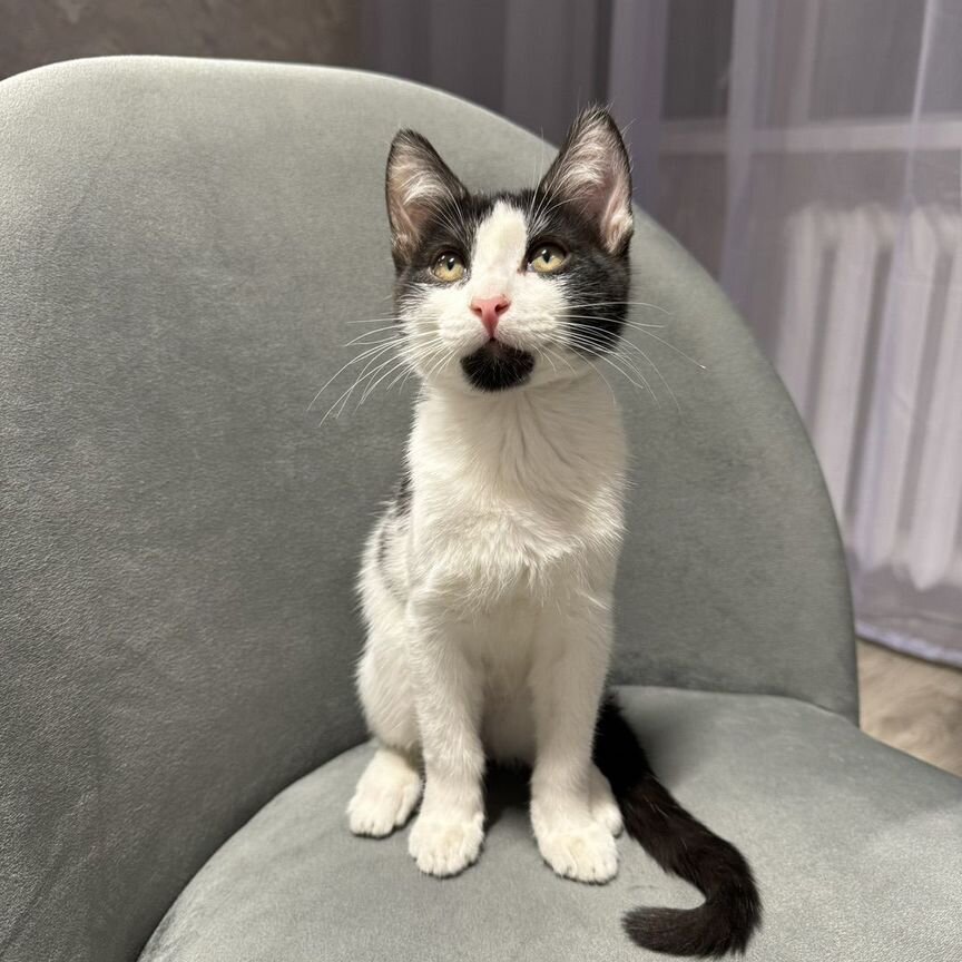 Котенок ищет мампап