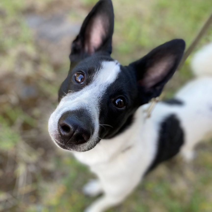 Взрослый пес Бим ищет дом