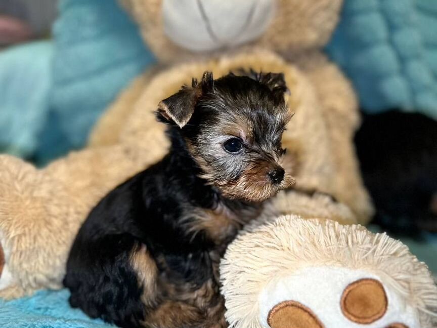 Йоркширский терьер мини беби фейс щенки