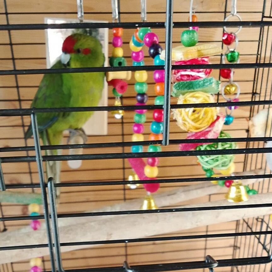 Попугай Какарик мальчик и девочка