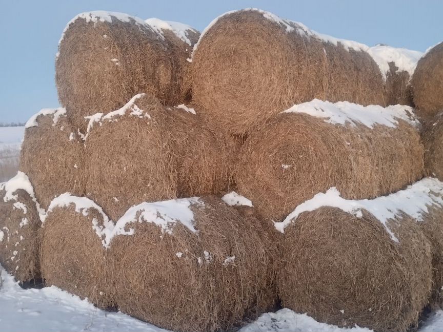 Солома гороховая