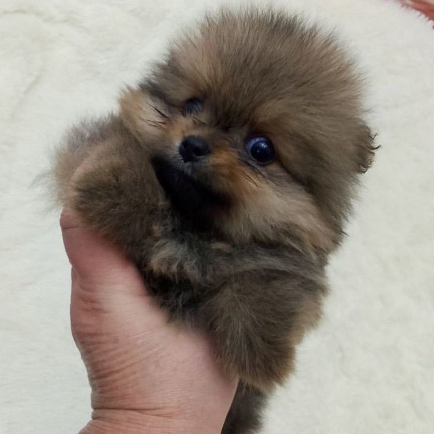 Мини померанский