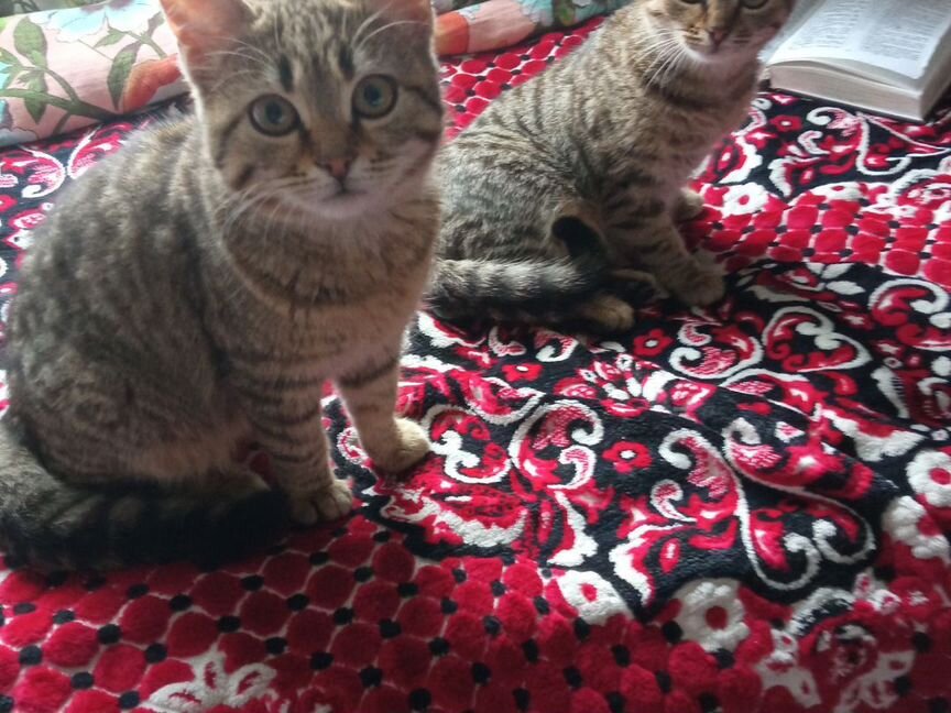 Кошки крысоловки от бенгала 7мес