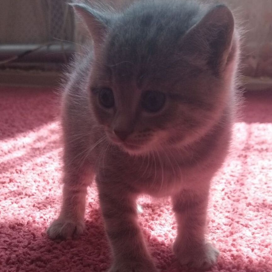 Европейский короткошёрстный котёнок