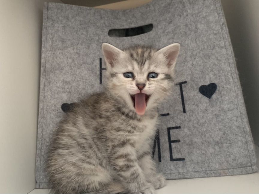 Котята