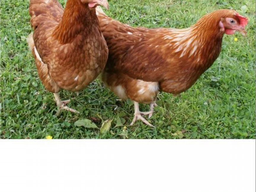 Куры несушки Ломан браун