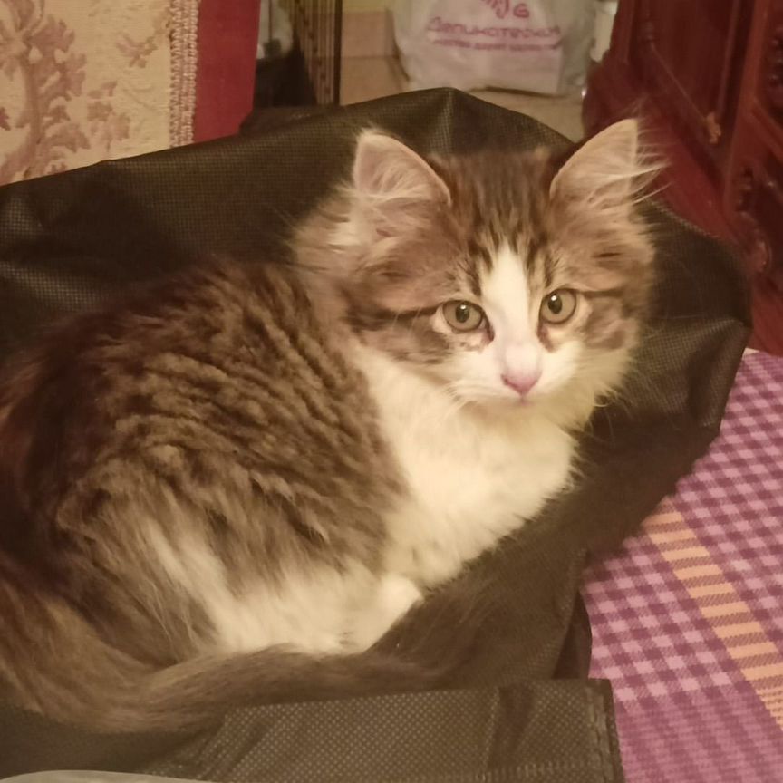Котенок ищет дом