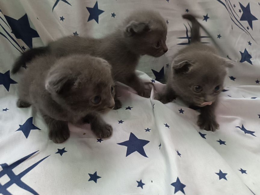 Британские вислоухие котята