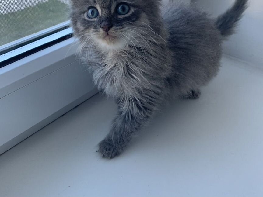 Отдам в добрые руки