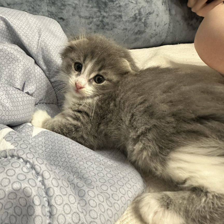 Вислоухие котята в добрые руки