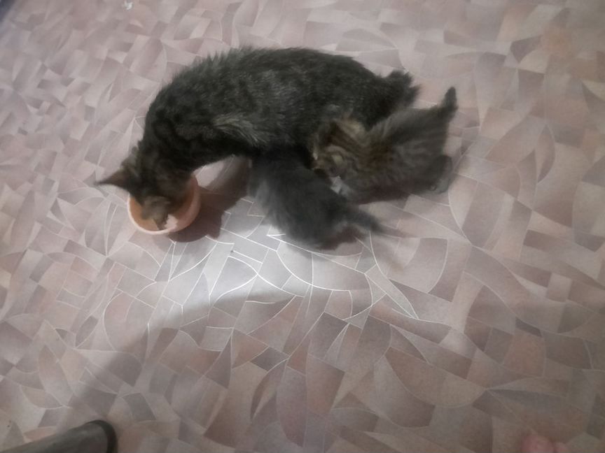 Курильский бобтейл