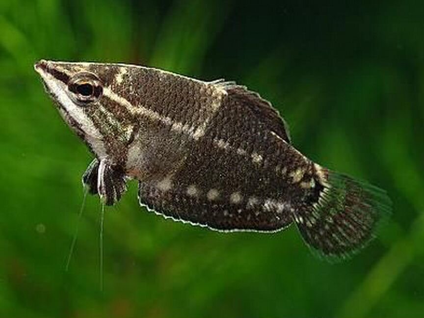 Гурами Вайланта (арт 7256)