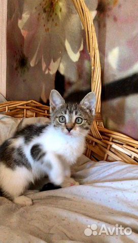 Котенок Маруся