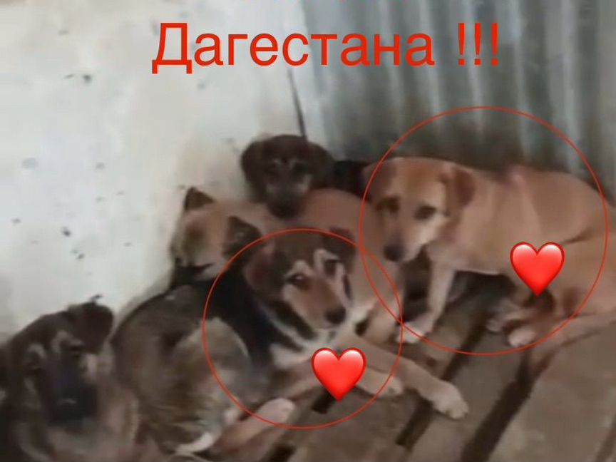 Собаки в усыпалке