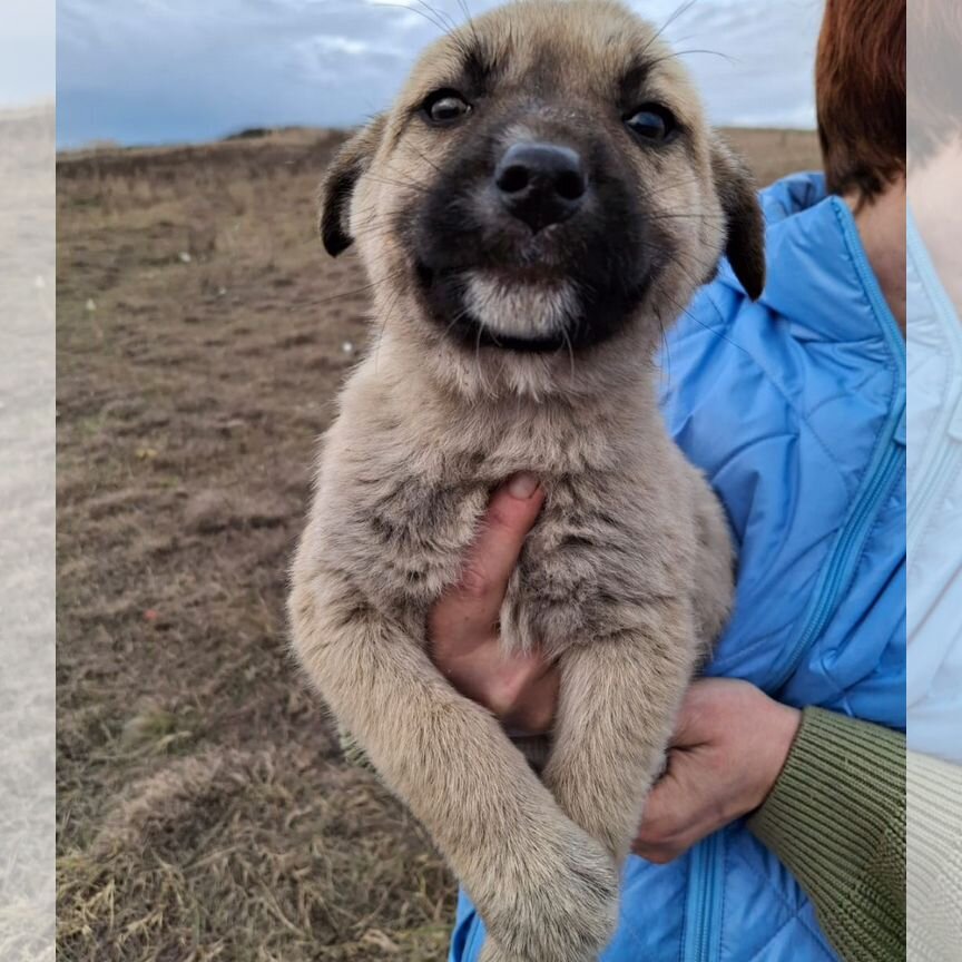 Отдам в добрые руки