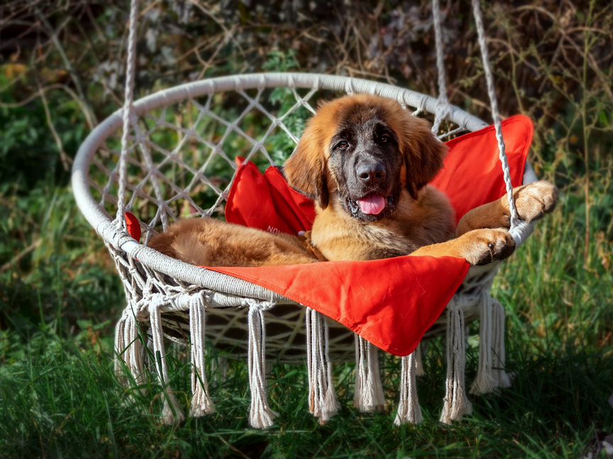 Толстолапая красотка