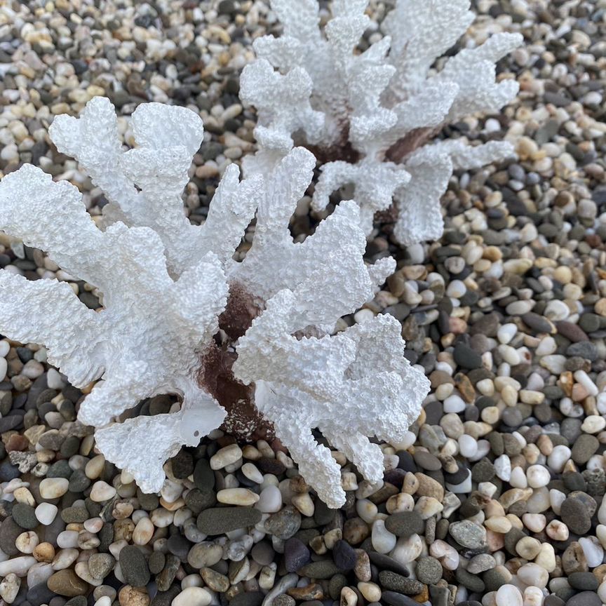 Декоративные кораллы