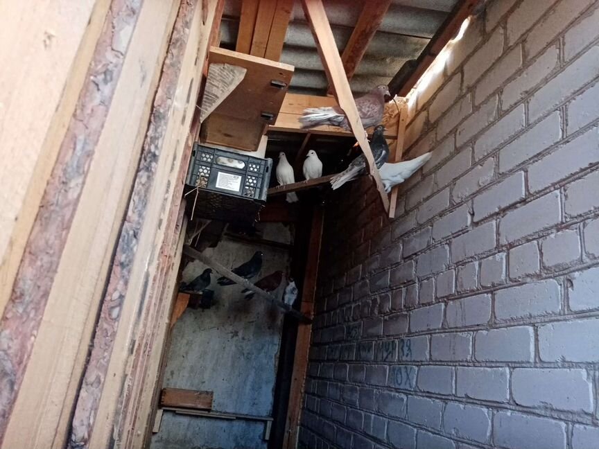 Голуби бабочки николаевские высоко летные