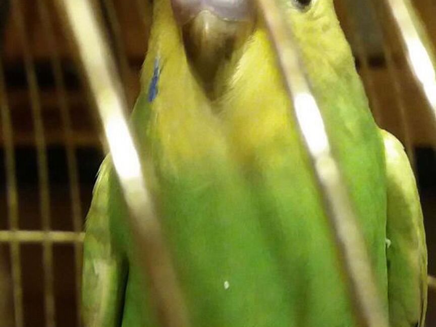 Птенцы волнистого попугайчика