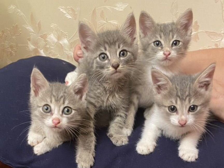 Котята в добрые руки 3 месяца
