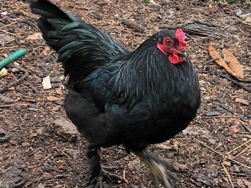 Петух Амерауканы, Мараны