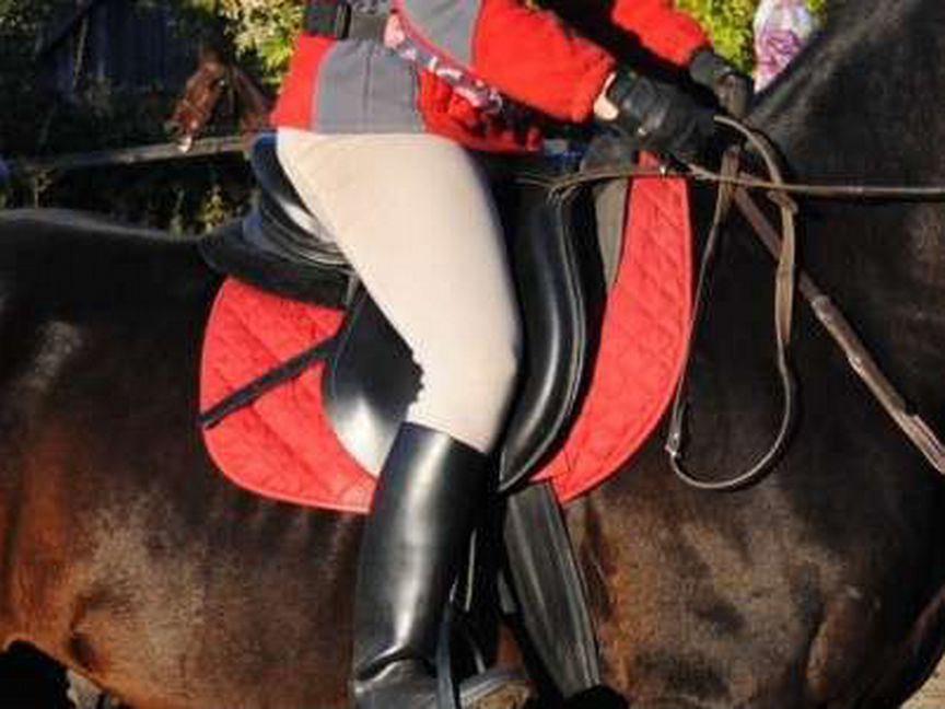 Вальтрап и бинты для лошадей