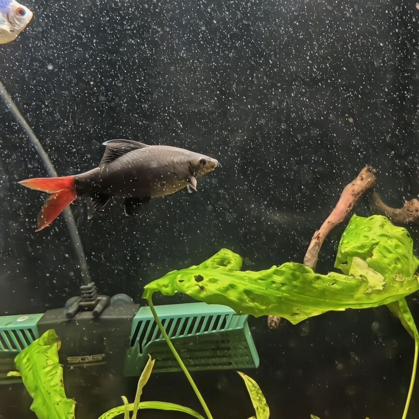 Лабио Аквариумные рыбки