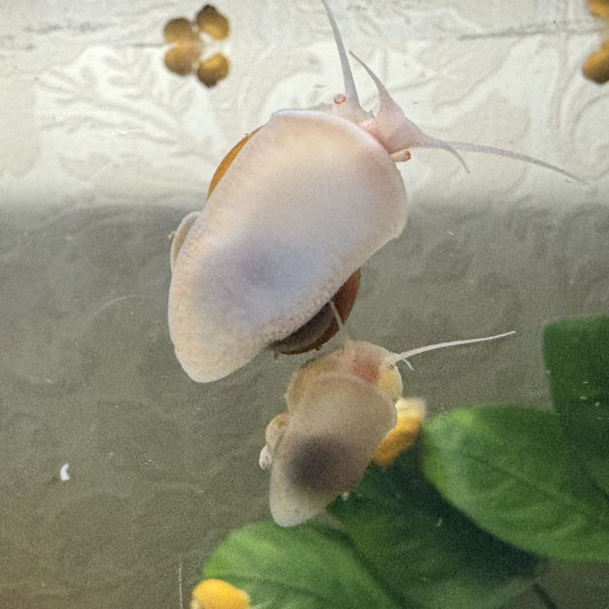 Улитки ампулярии желтые молодые