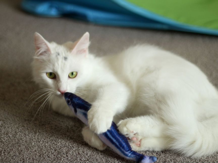 Беляшик в добрые руки