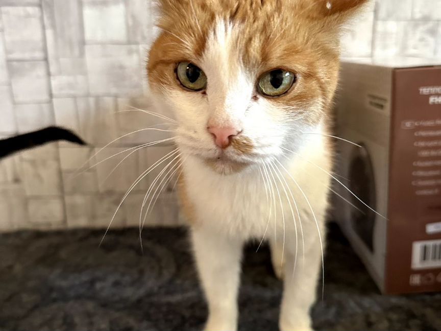 Кот