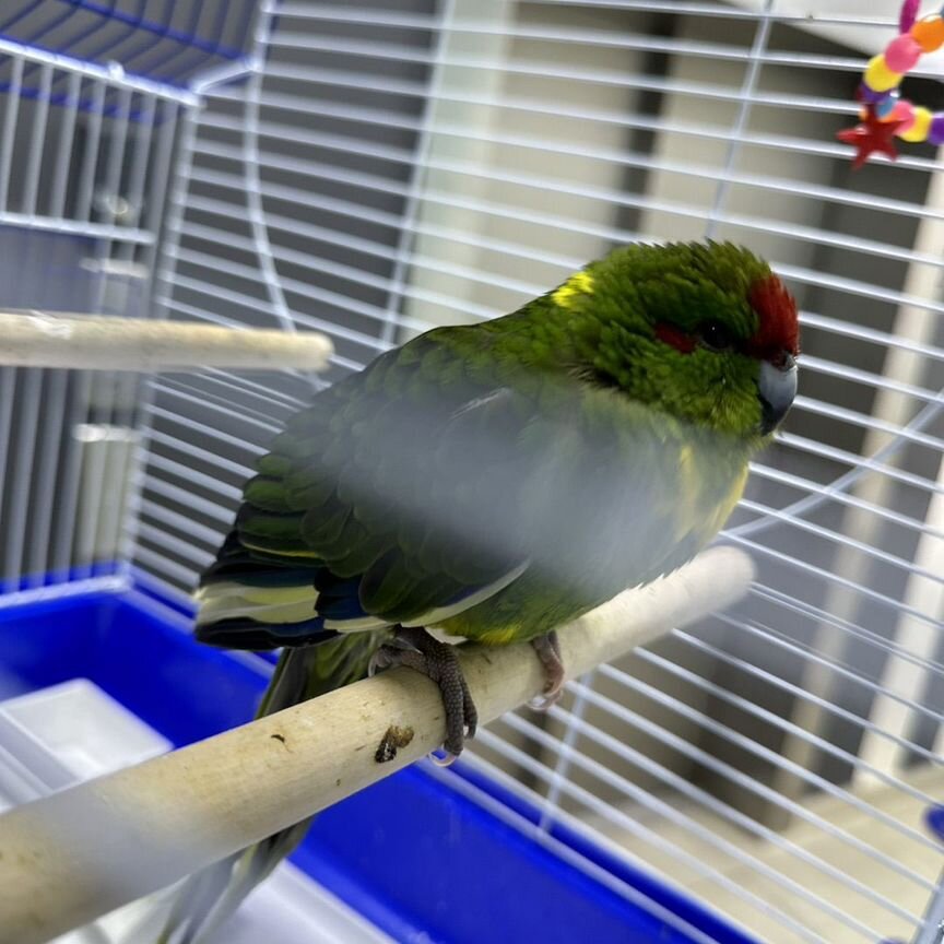 Попугай какарик птенец