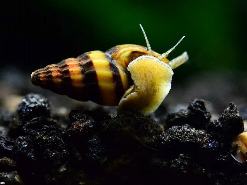 Улитка хелена