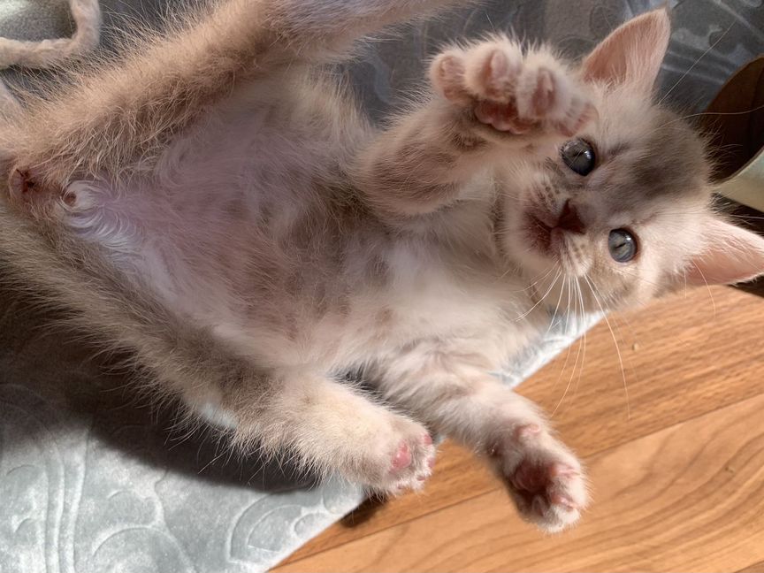 Котенок
