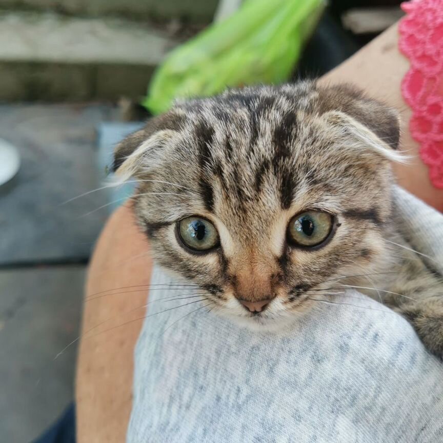 Вислоухая кошка