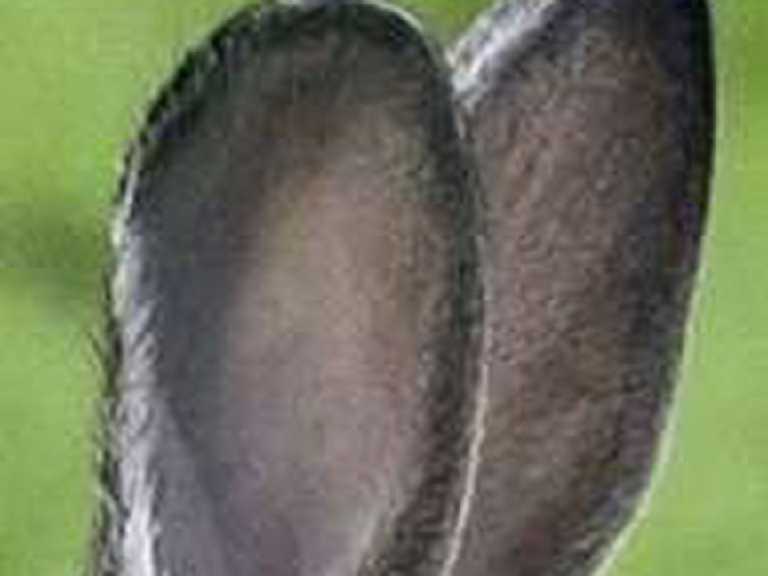 Лакомство для собак кроличьи ушки с мехом