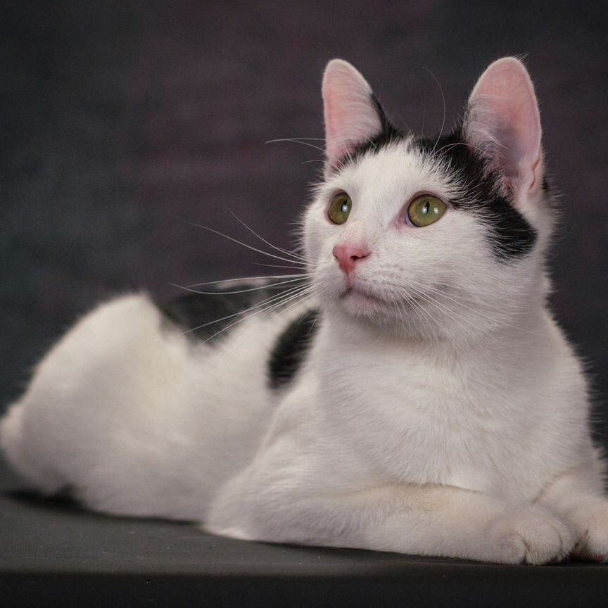 Игривый котёнок Дасти из приюта ищет дом