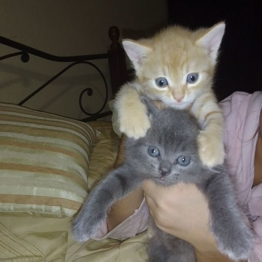 Котята в добрые руки