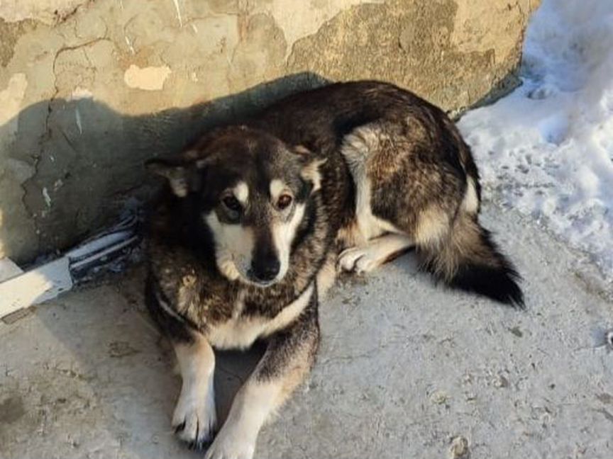 Забавная Лопоушка