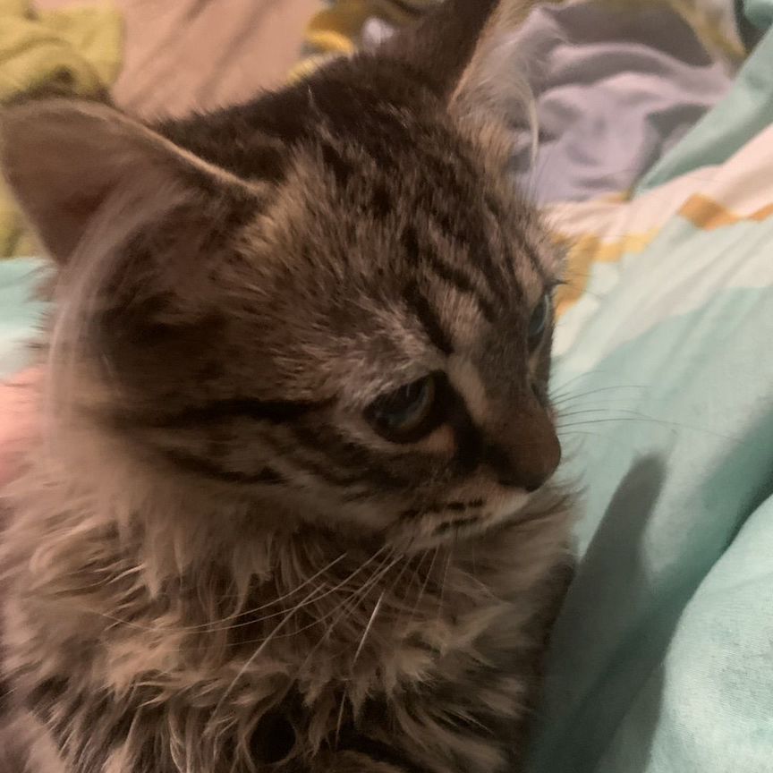 Отдам кошечку в добрые руки