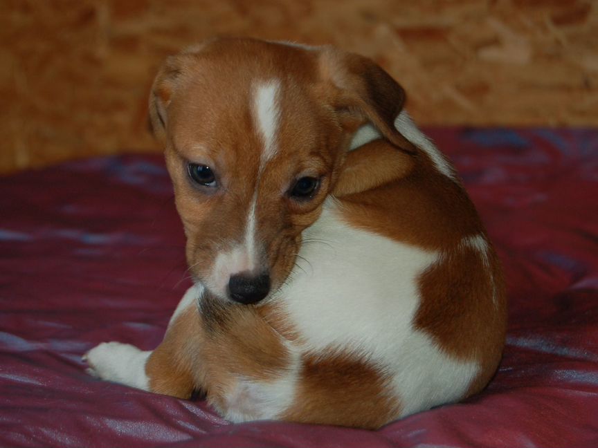 Чудо джек на Новый год