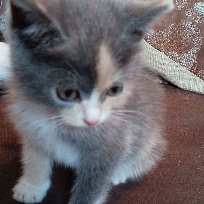 Кошка 1 месяц