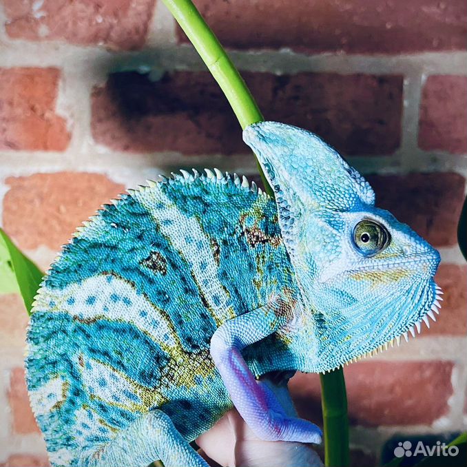 Йеменский хамелеон